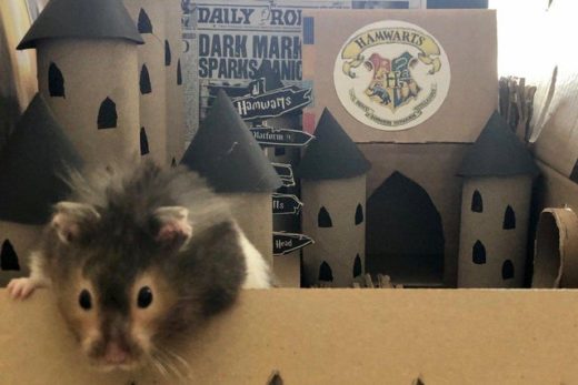 Hamwarts, School of Witchcraft and Wizardry for Hamsters