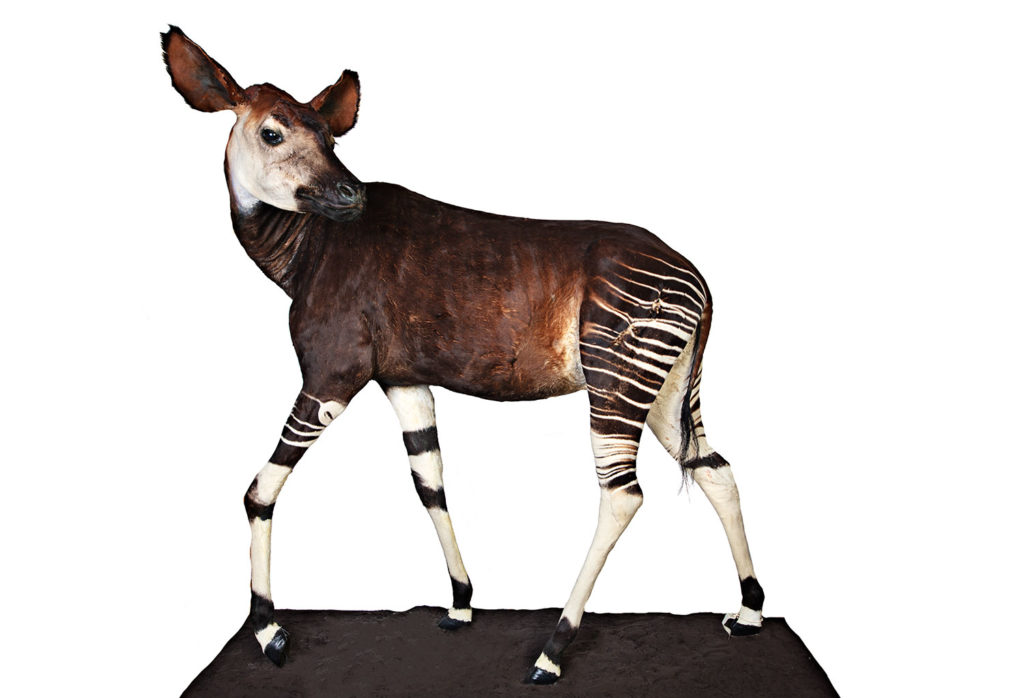 Take a Mini-Tour of the "Fantastic Beasts: The Wonder of Nature" Exhibition